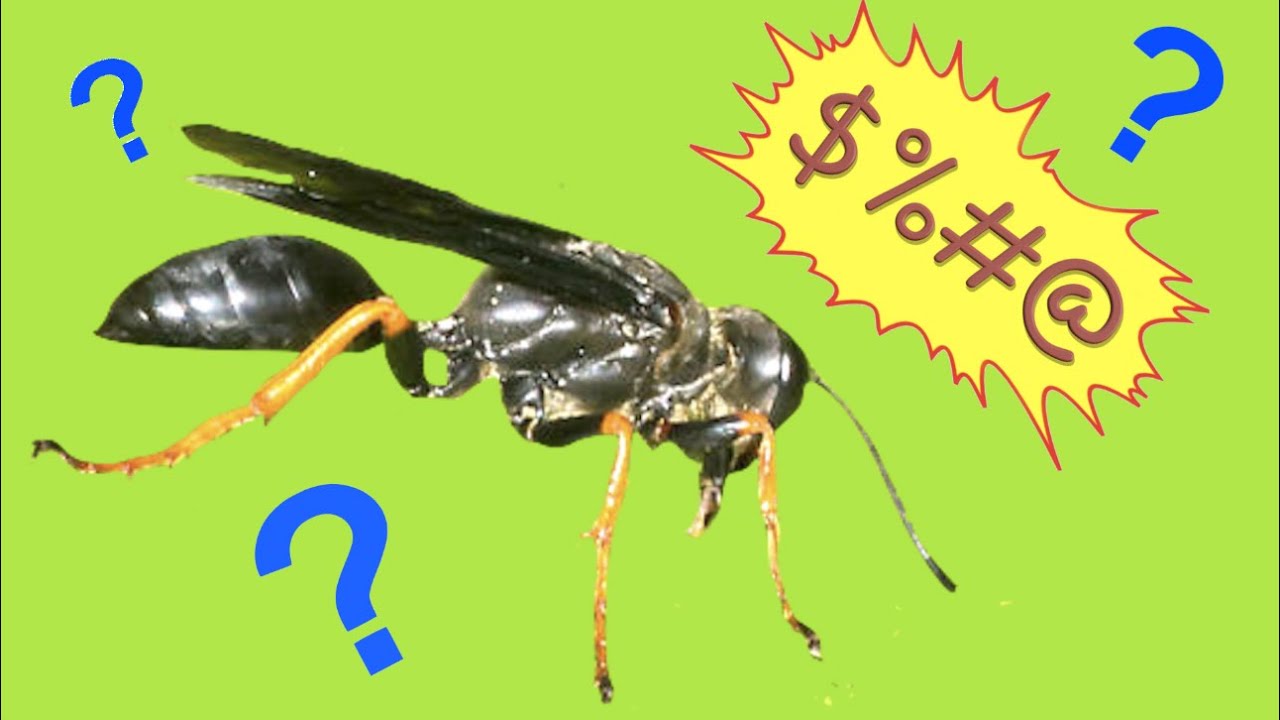 Talking Wasp? Wow! - YouTube