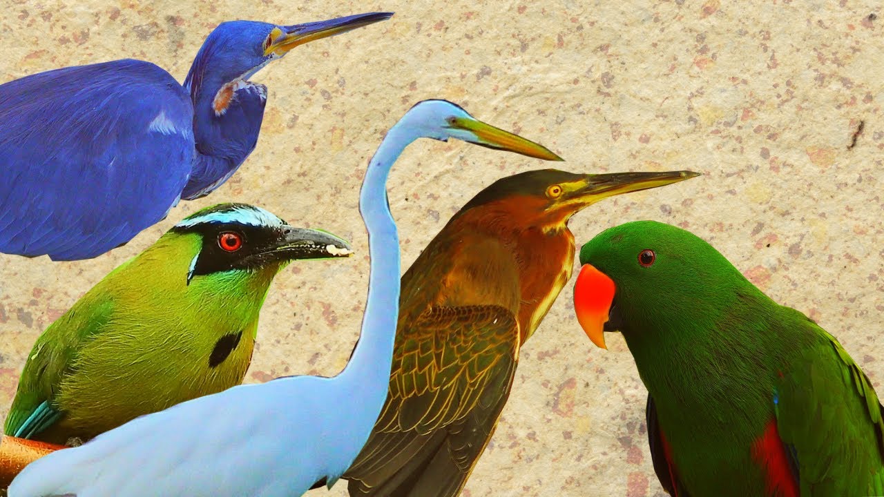 22 Espèces - Découvrez les plus beaux oiseaux du monde dans cette ...