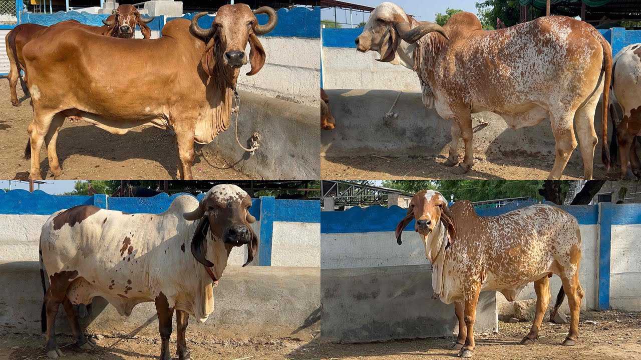 Ansuya Gaudham Manavadar Gujarat | Best Gir Cow Collection In Gujarat ...