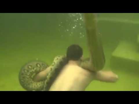 Swimming with snake anaconda video - YouTube