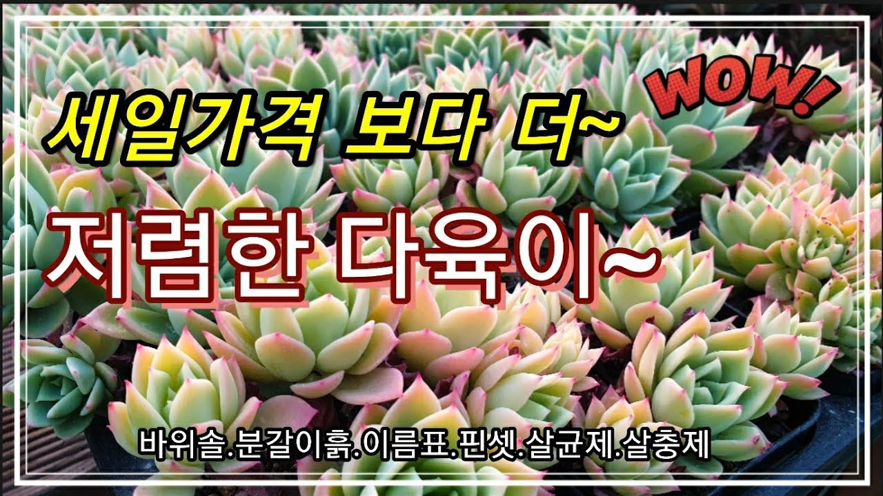 별난다육 화사한 다육이 대박 착한가격 다육이 다육식물 다육 다육화분 다육이화분 국민다육 분갈이 수제화분 예쁜