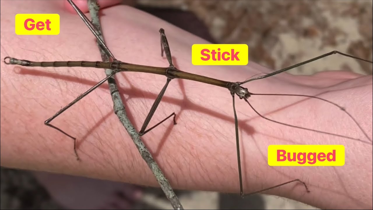 GET STICK BUGGED LOL! (Best ever) #nature #memes #funny #stickbug # ...