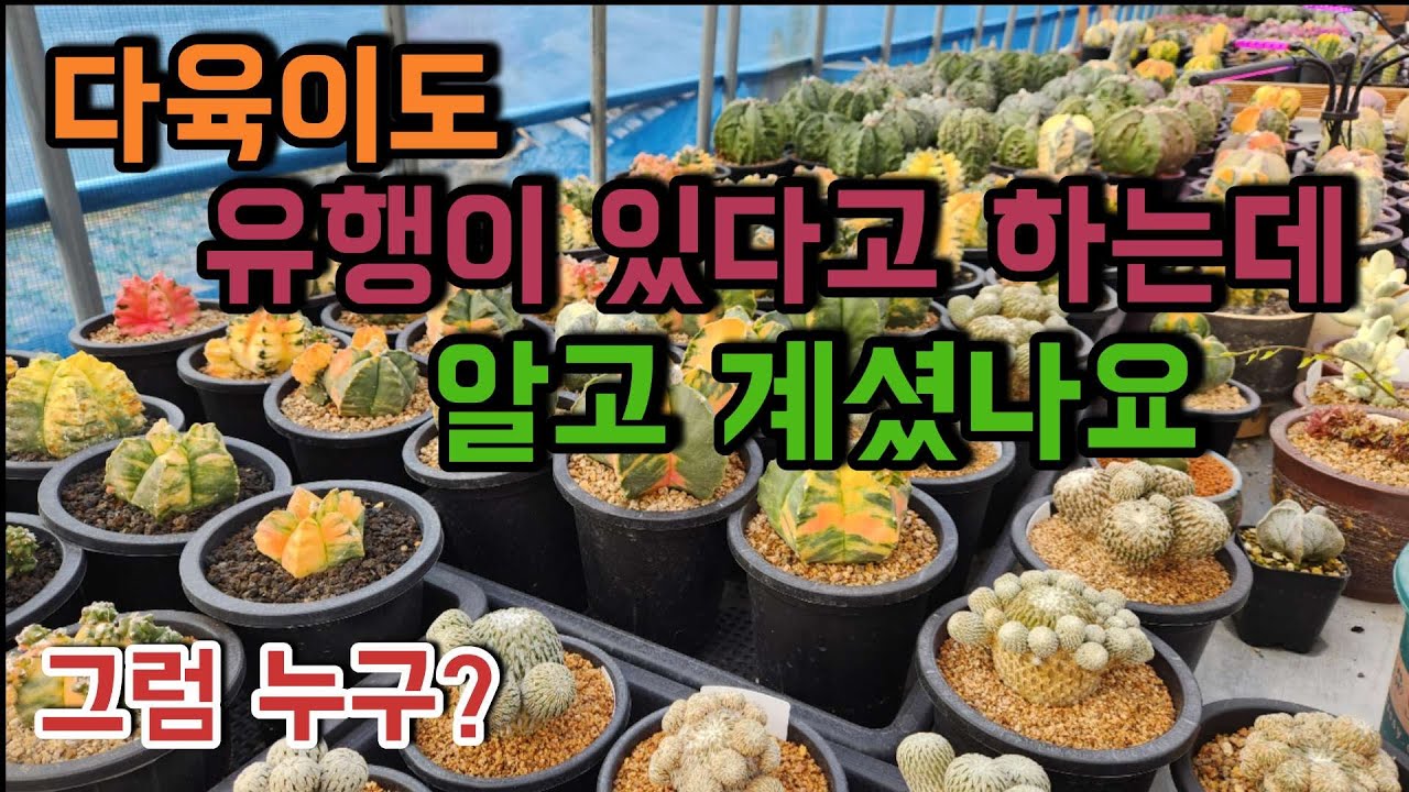 다육이도 유행이 있다 그럼 누구 돌고 돌아 이제 다육이에서 선인장으로 옮겨 가고 있대요 ㅣ 다육이 키우기 ㅣ 식물키우기 ㅣ