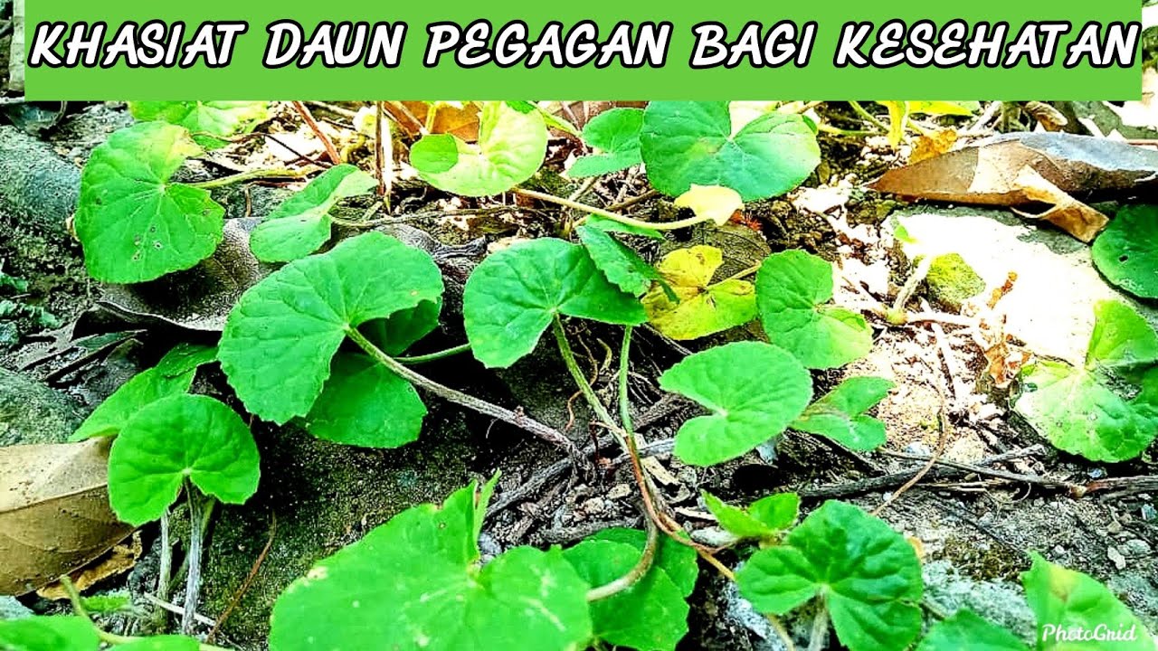 KHASIAT DAUN PEGAGAN BAGI KESEHATAN - YouTube