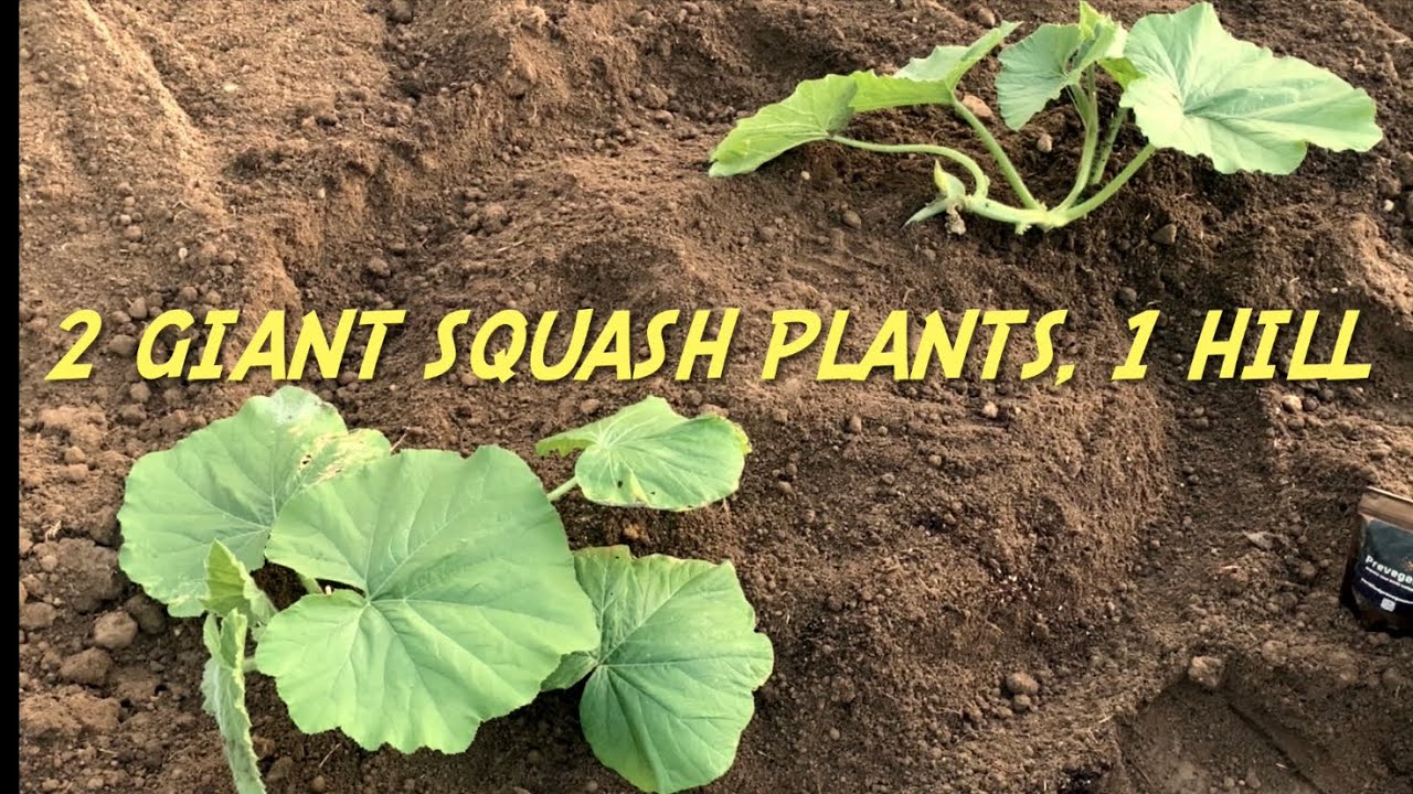 Giant Green Squash plants in the ground!! Blood🩸moon🌝eclipse May 15th ...