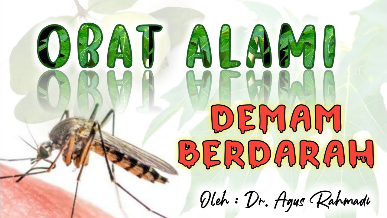 Obat Alami demam berdarah | Dr. Agus Rahmadi - YouTube