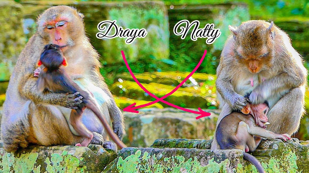 Oh..!! Does Monkey Daisy and Nanda Change Their Baby? - YouTube