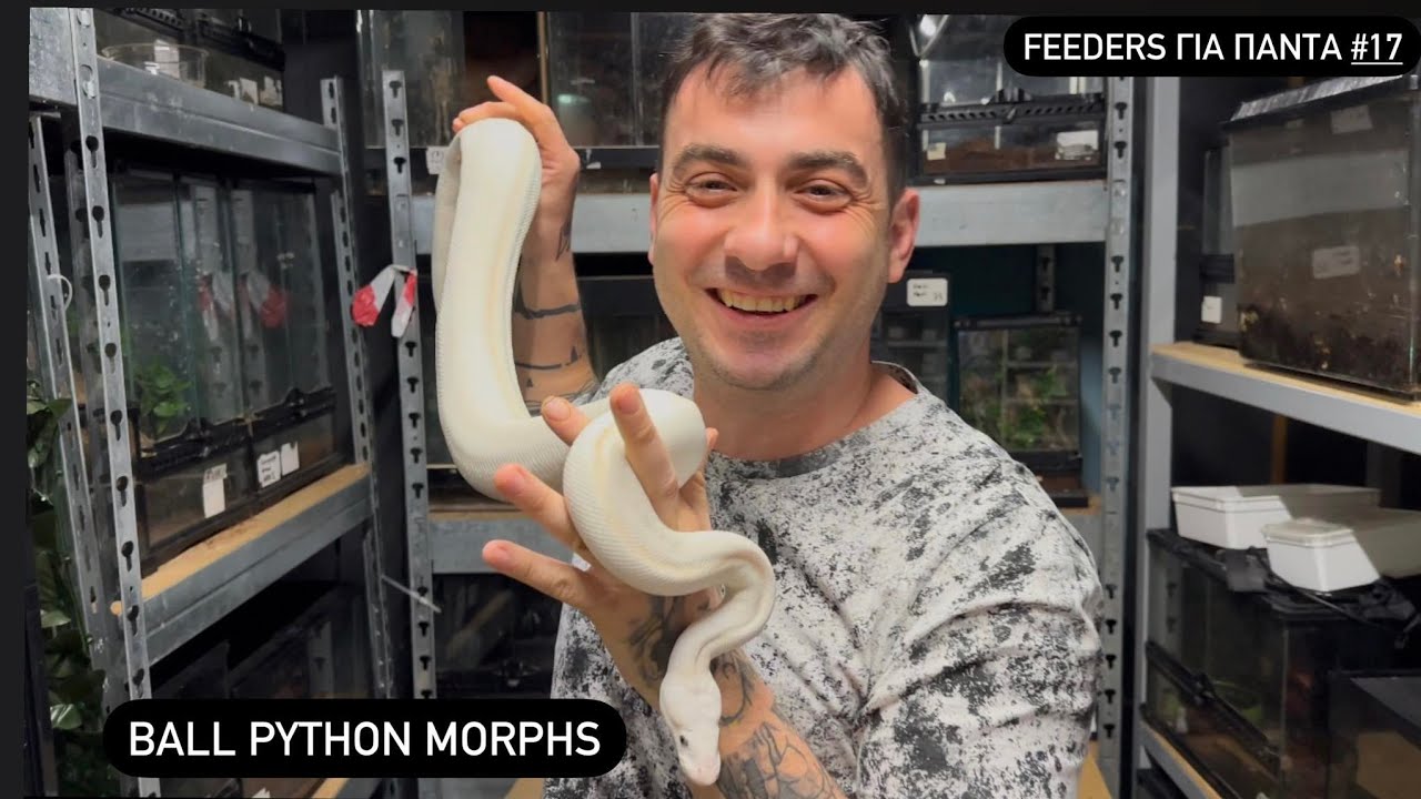 Ball python morphs & combos - YouTube