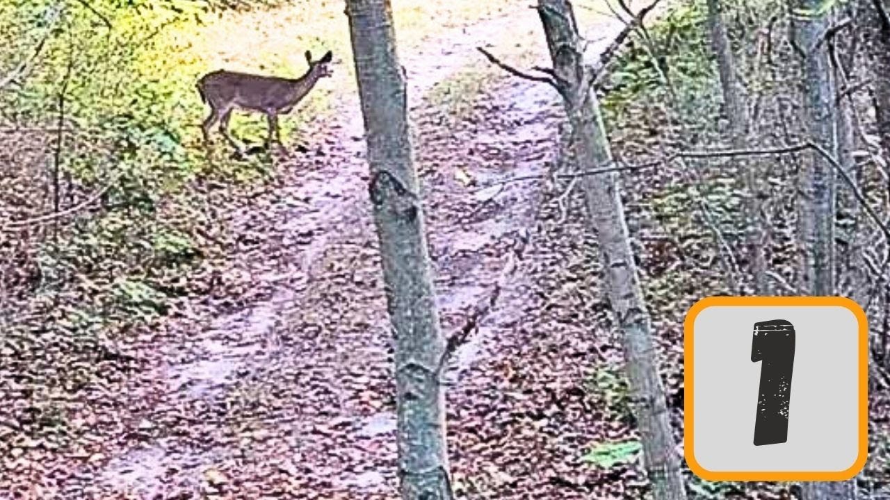 Deer Diaries 2024 - YouTube
