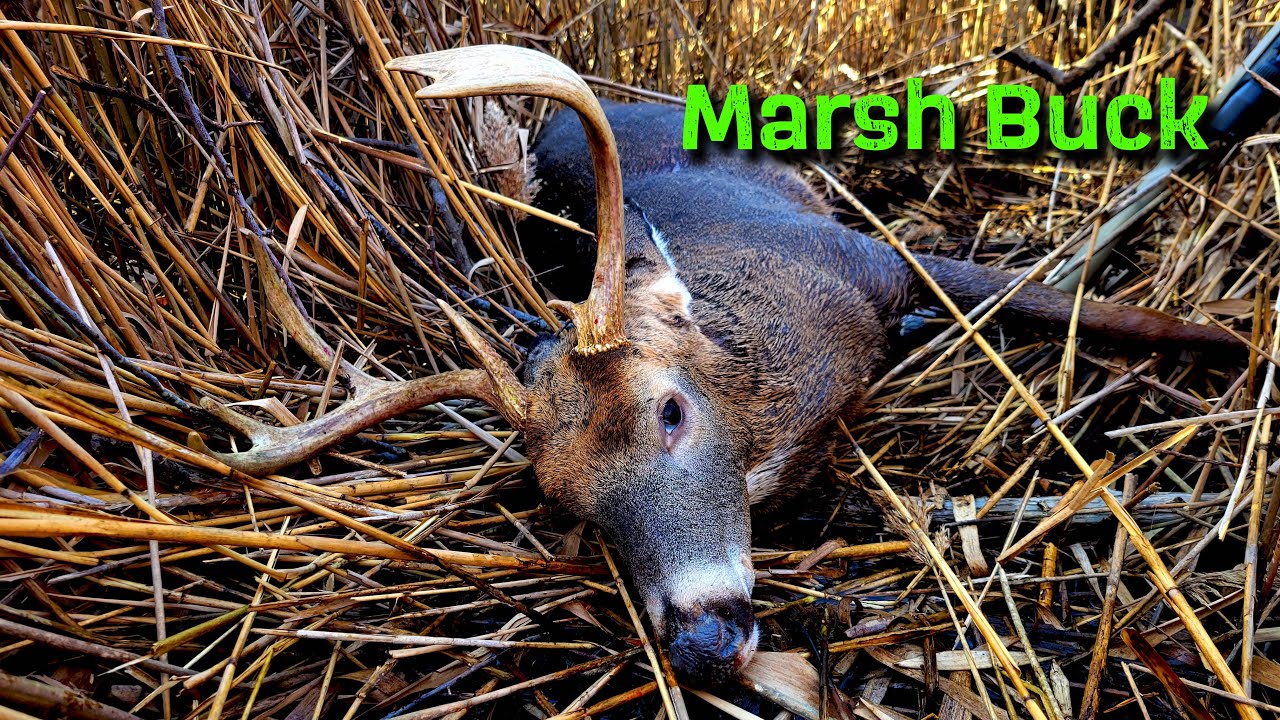 FUNKY RACKED MARSH WHITETAIL - MD SIKA DEER HUNTING - YouTube