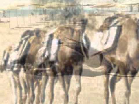 kasva adlı güzel deve