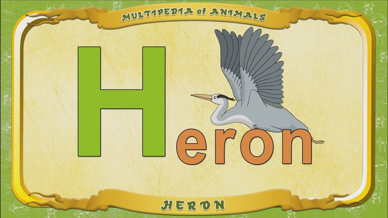 Multipedia of Animals. Letter H - Heron - YouTube