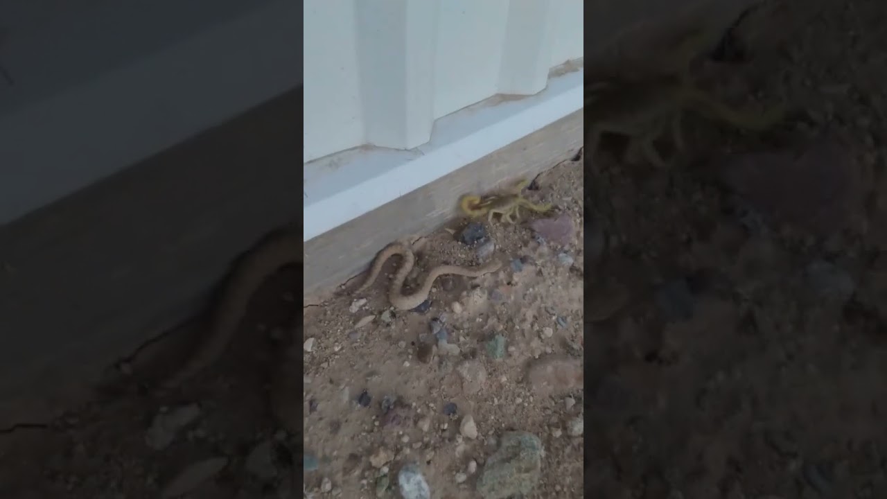 Snake Vs Scorpion - YouTube