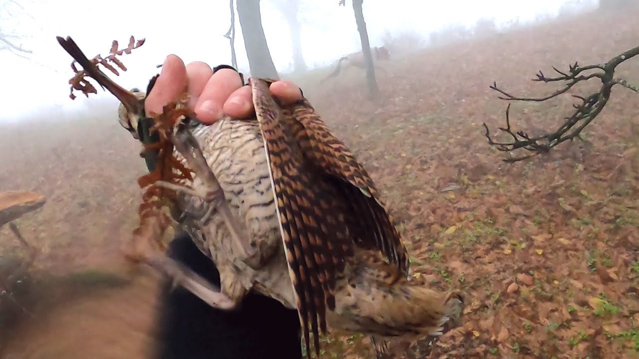 Fantastica caccia al beccaccia nella cupa foresta - Chasse à la bécasse ...