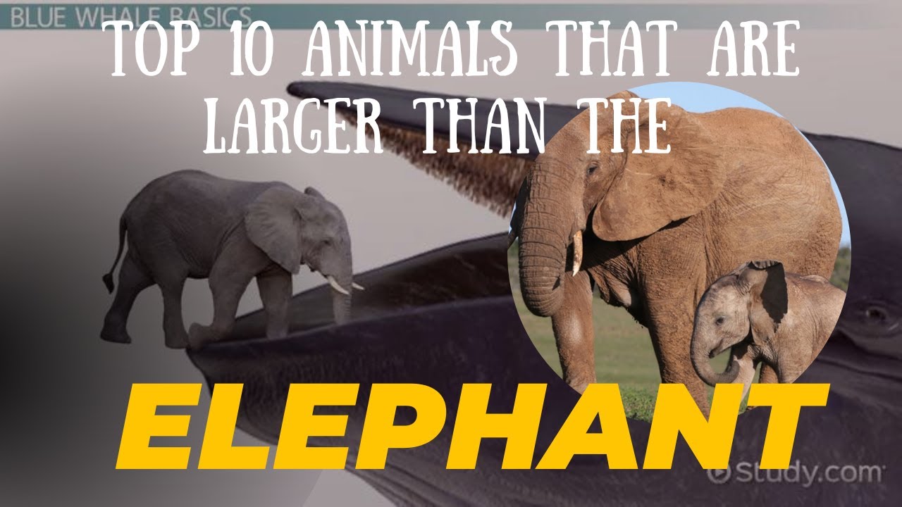 Top 10 Animals that are larger than the elephant - YouTube