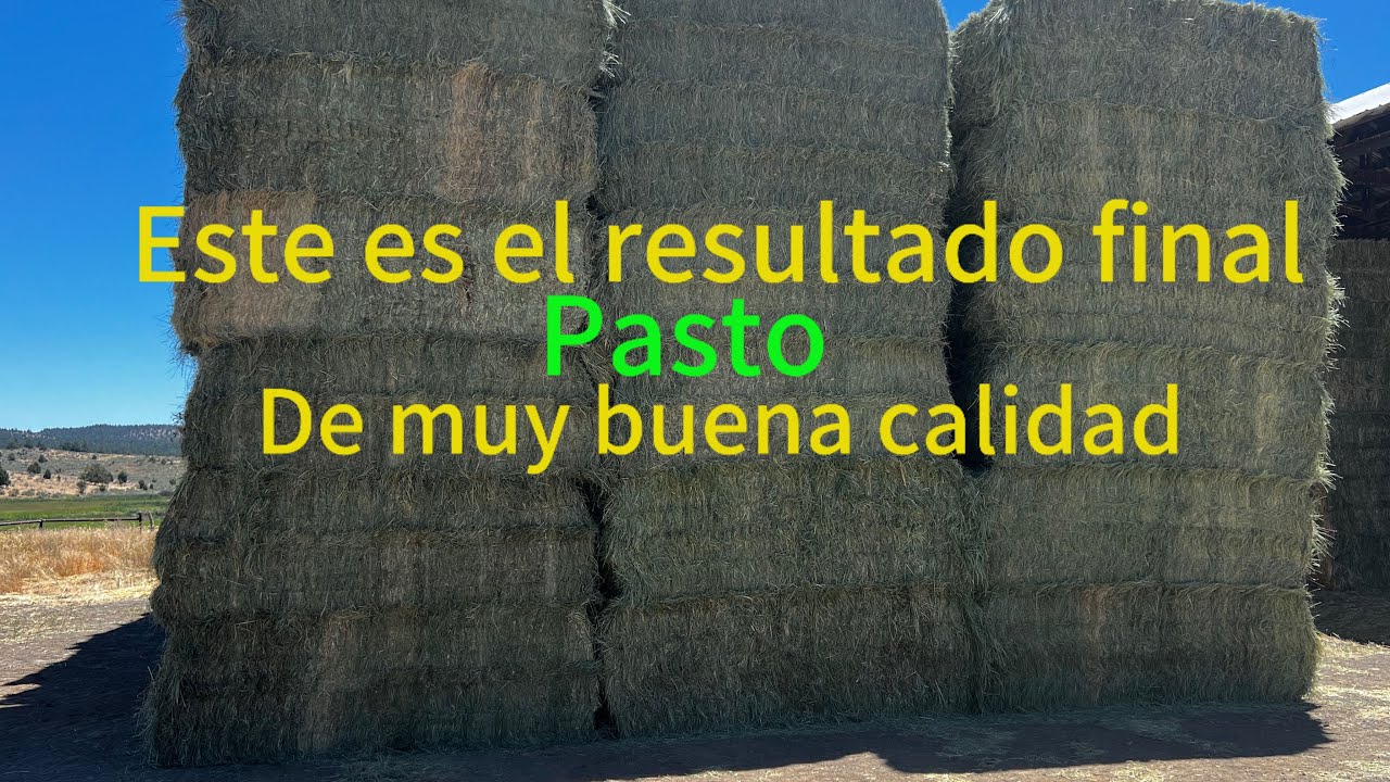 Todo El Proceso De El Pasto-En Las Montañas Rastrillado Y Empacado ...