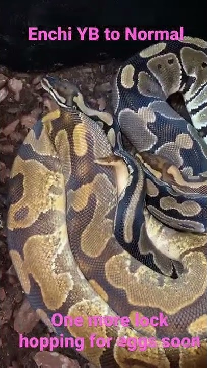 First year breeding Ball Pythons. This two have being locking up since ...