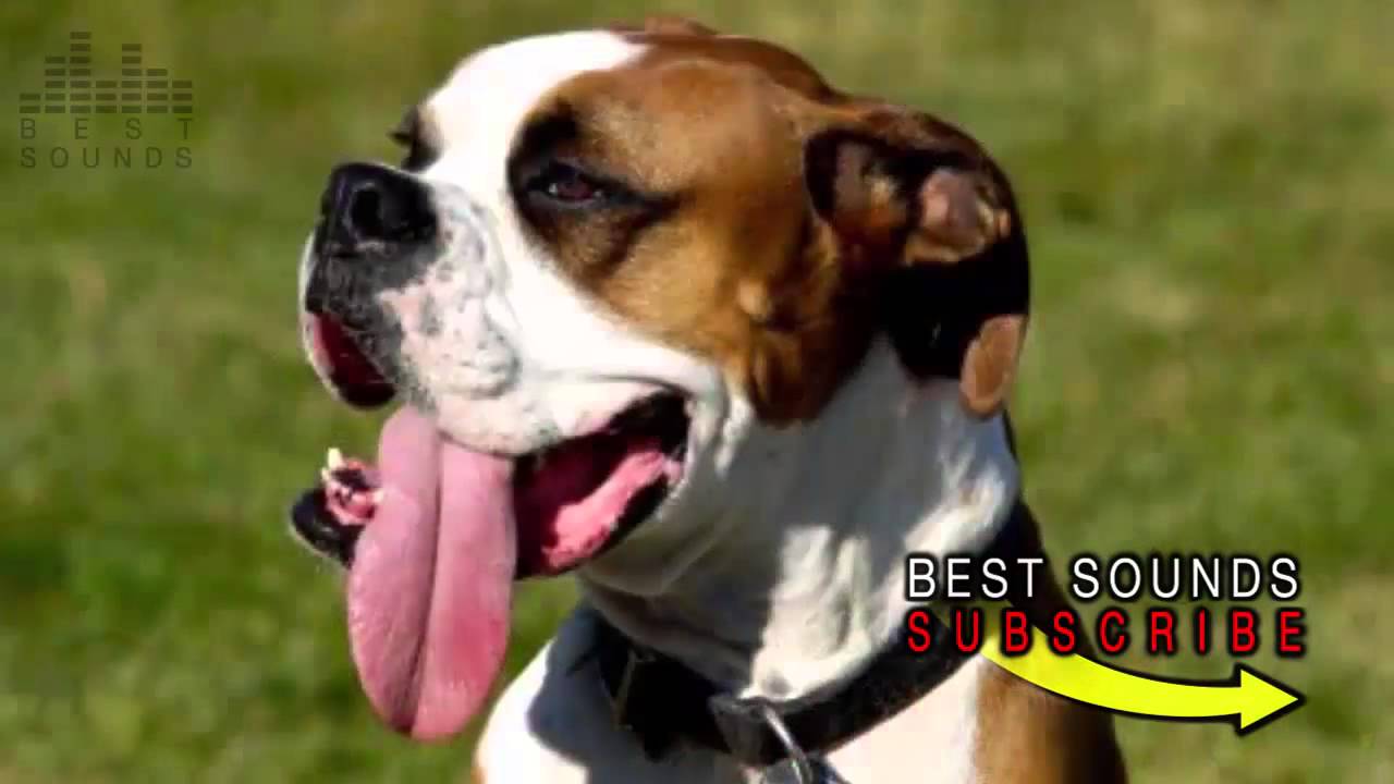 Panting Dog Puppy Cute SOUND - YouTube