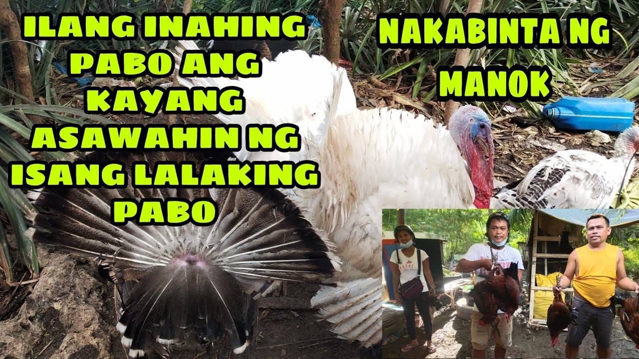 2.85- ILANG INAHING PABO ANG KAYANG ASAWAHIN NG ISANG LALAKING PABO AT ...