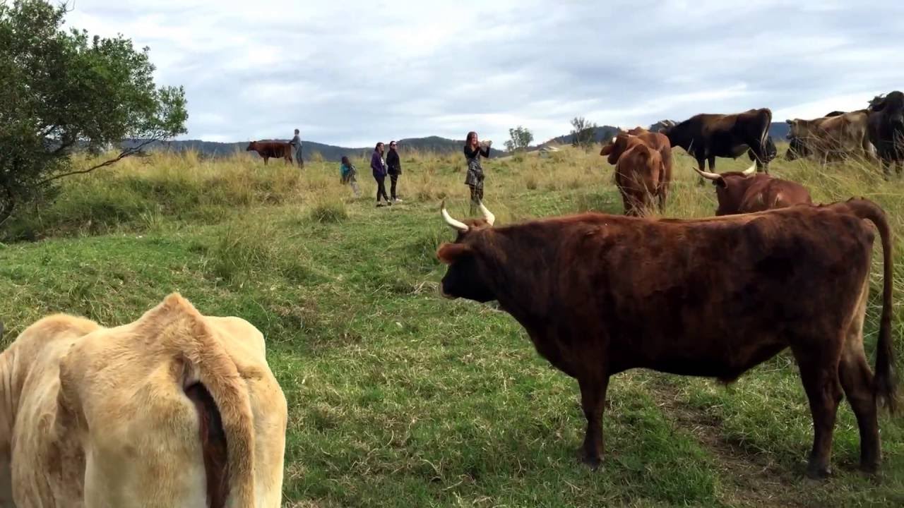 Save A Cow Foundation - YouTube