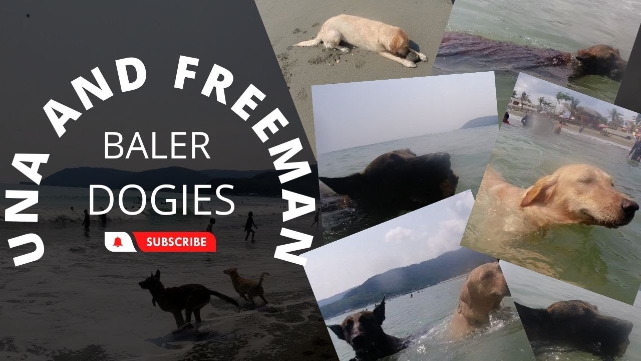 Baler dogies #baler #baleraurora #doglover #dog #dogs #dogtraining # ...