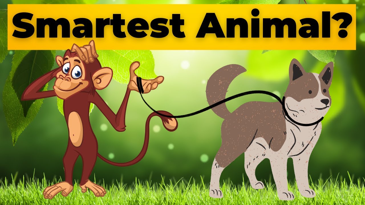 Smartest Animals in Wildlife | Animals Intelligence | Smartest Animals ...