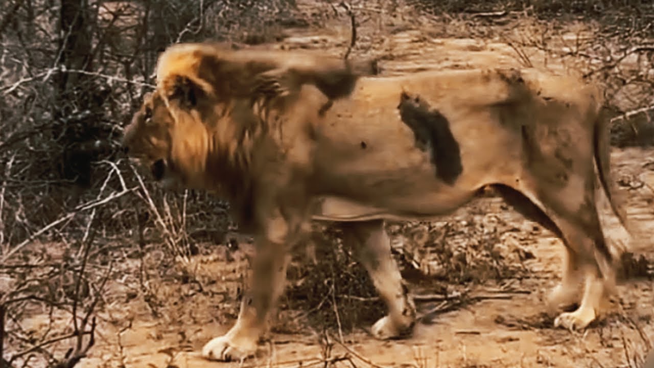 13.5 Years Old Male Lion Found alone with Serious Injuries | Ross Males ...