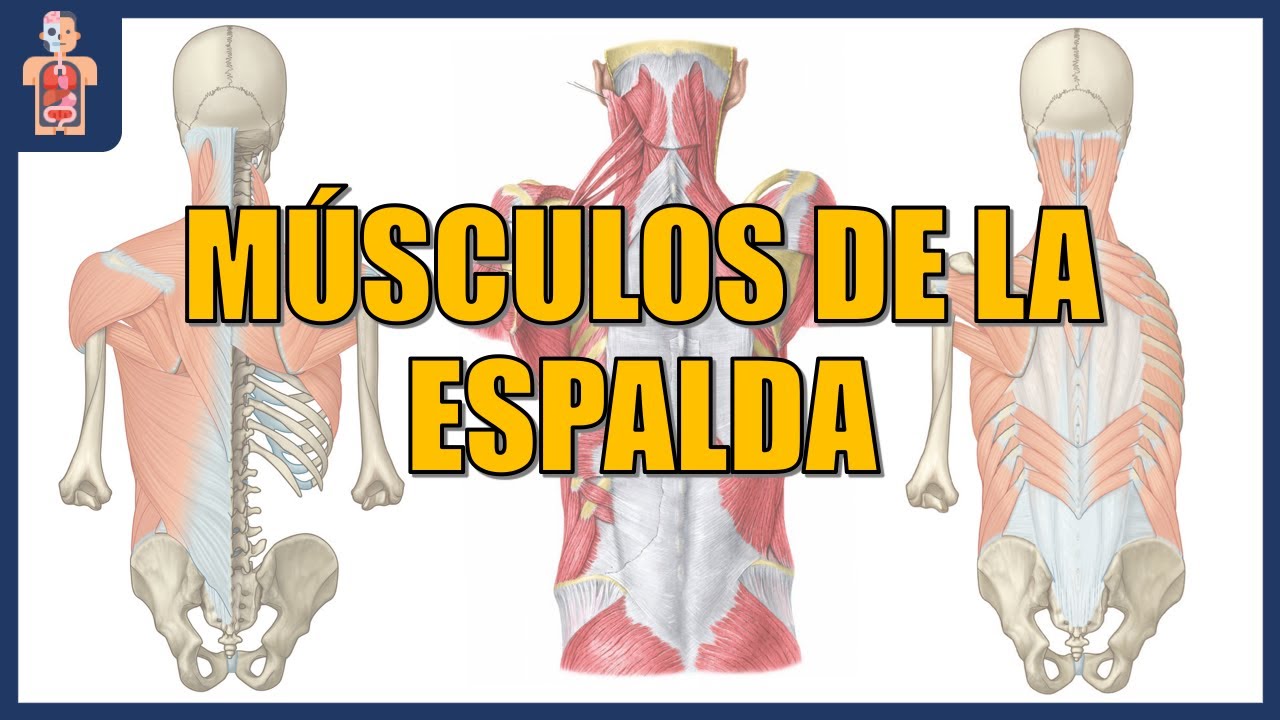 ANATOMÍA - MÚSCULOS DE LA ESPALDA - YouTube
