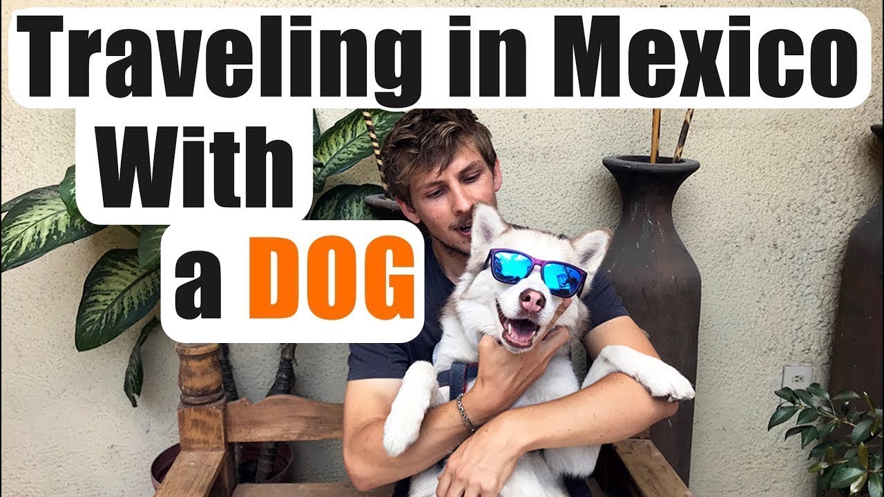 What Do I Need To Bring A Dog From Mexico Updated April 2023 Wikidoggia what-do-i-need-to-bring-a-dog-from-mexico-updated-april-2023-wikidoggia