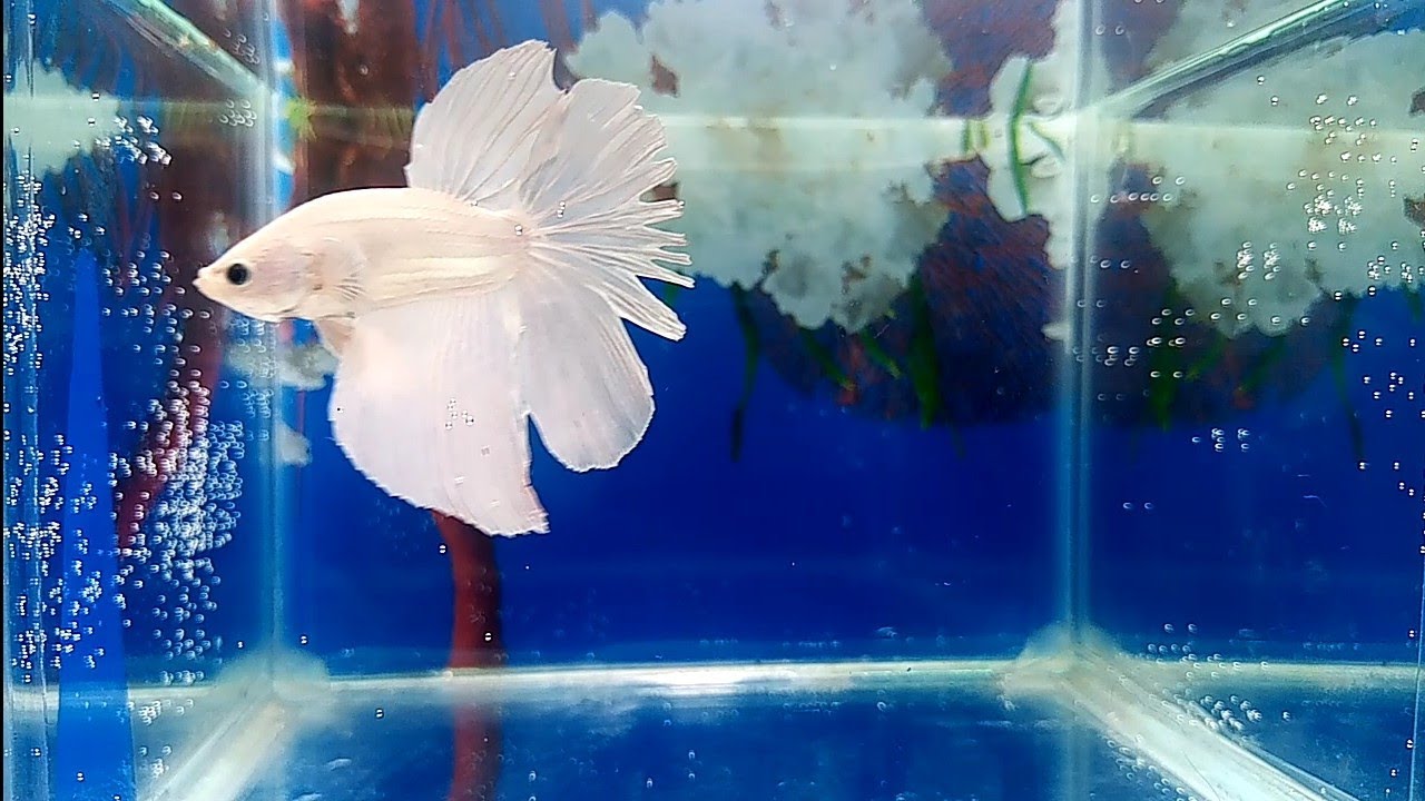 Betta Fish - My Betta Fish Champion - Betta Show 2020 - YouTube