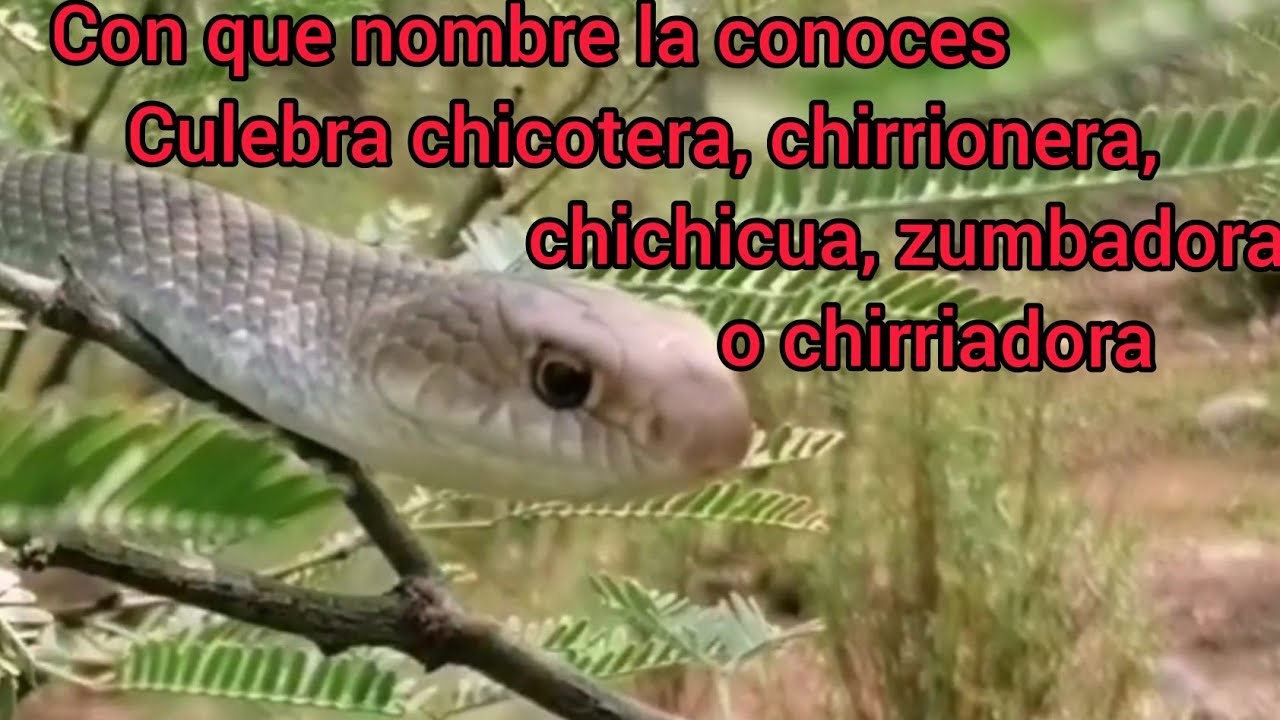 Culebra chicotera, chirrionera o zumbadora - YouTube