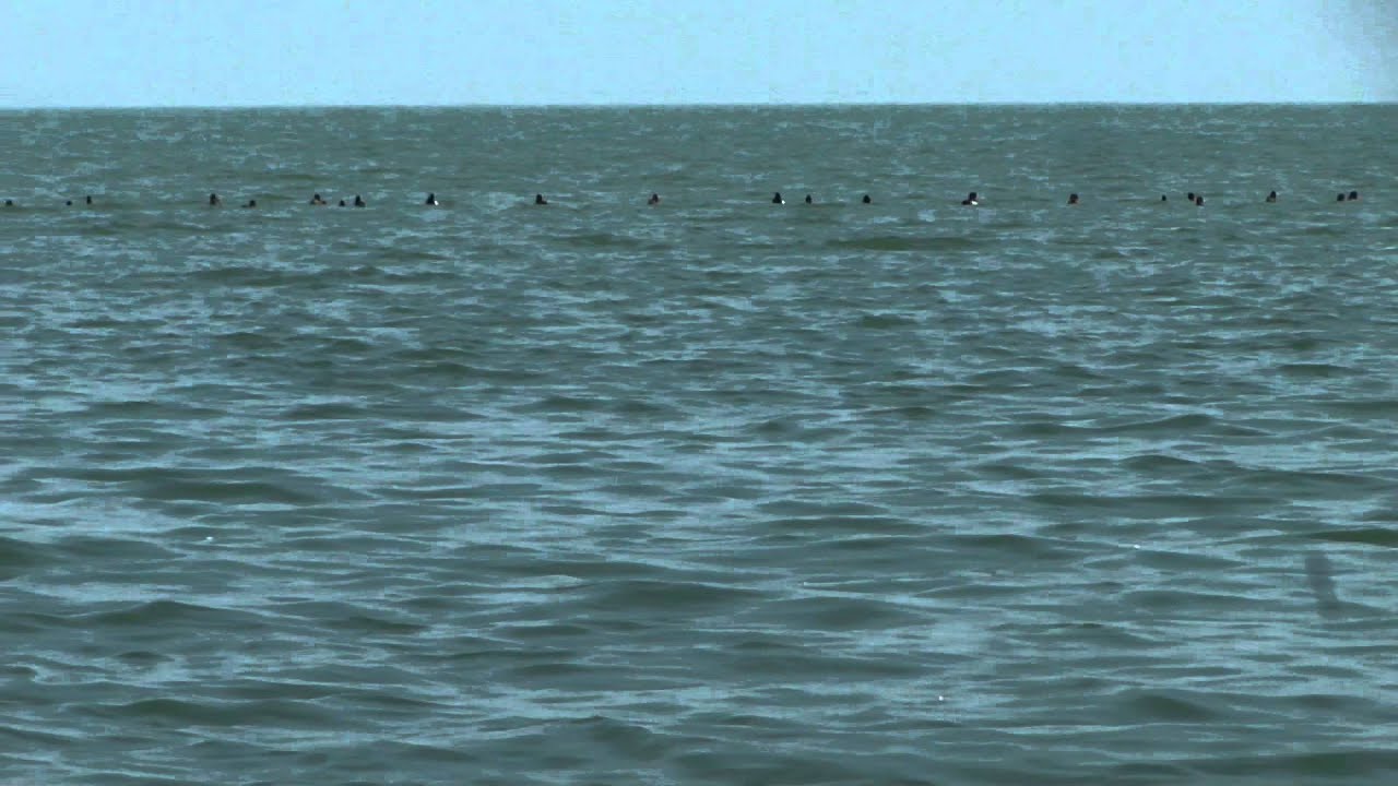 Chilka Lake Orissa largest coastal lagoon in India - YouTube