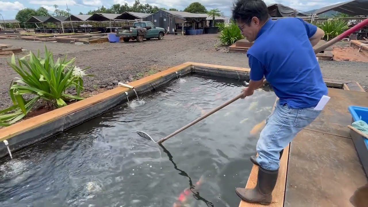 How To Safely Transport/Move Your Koi - Kodama Koi Farm - YouTube