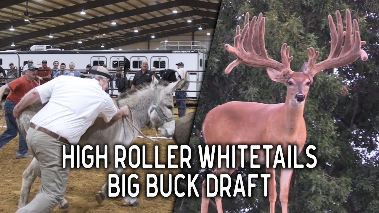 High Roller Buck Draft | The BEST Deer Sale in the World | Deer Farming ...