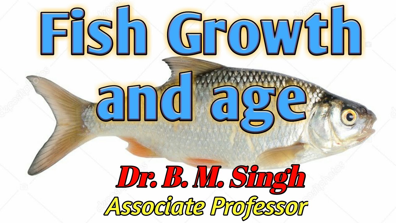 Fish age and growth - YouTube