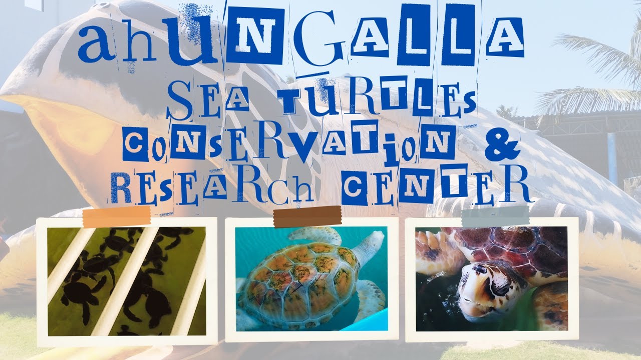 Ahungalla Sea Turtle Conservation and Research Center #travelinza # ...