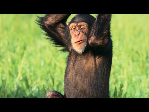 Chimpanzee! The great knuckle walkers. - YouTube