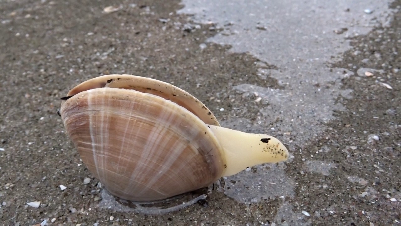 Vroege Vogels - Krabbetje in levende schelp - YouTube