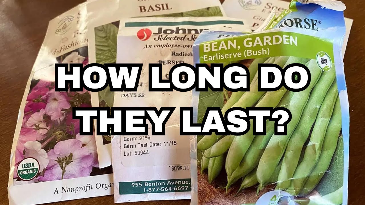 Can You Still Use OLD Seeds? Seed Expiration Secrets for Beginner ...