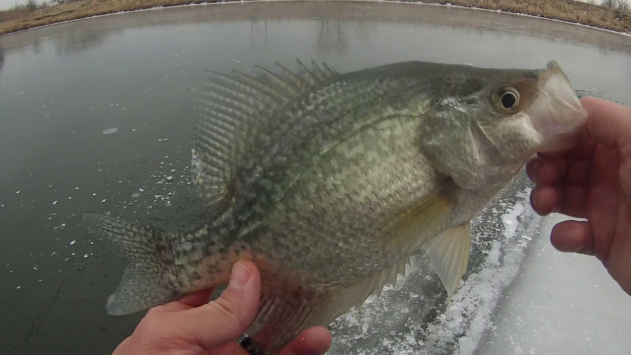 FIRST Southern IOWA ICE FISHING 2020, 12 inch crappie!! - YouTube