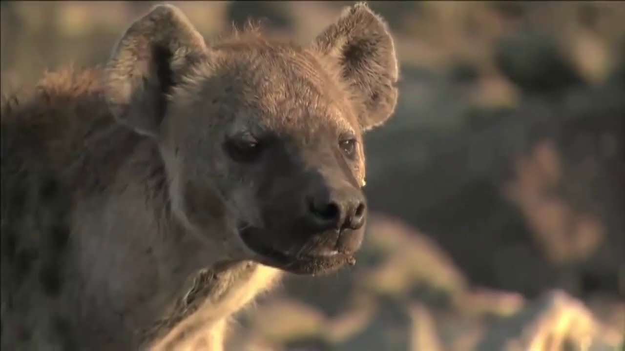 Elephant vs Hyenas vs Lions - YouTube