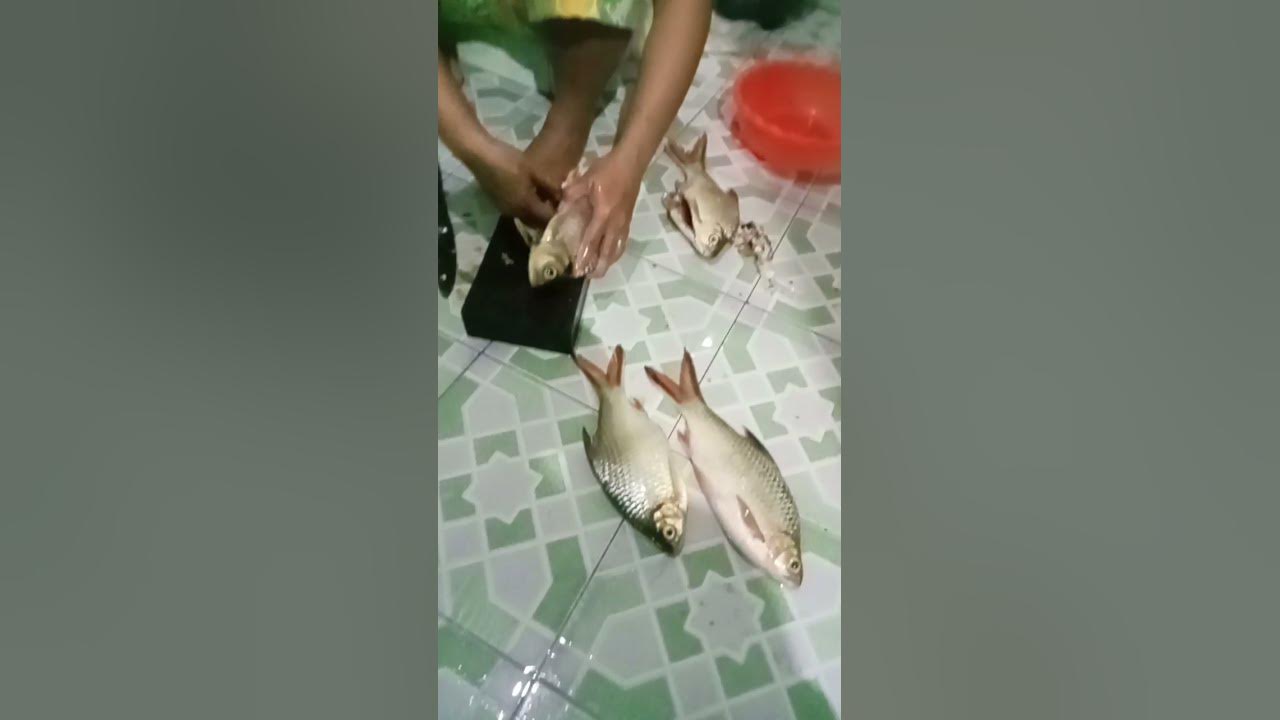 lumayan empat ekor 1,5 kg - YouTube