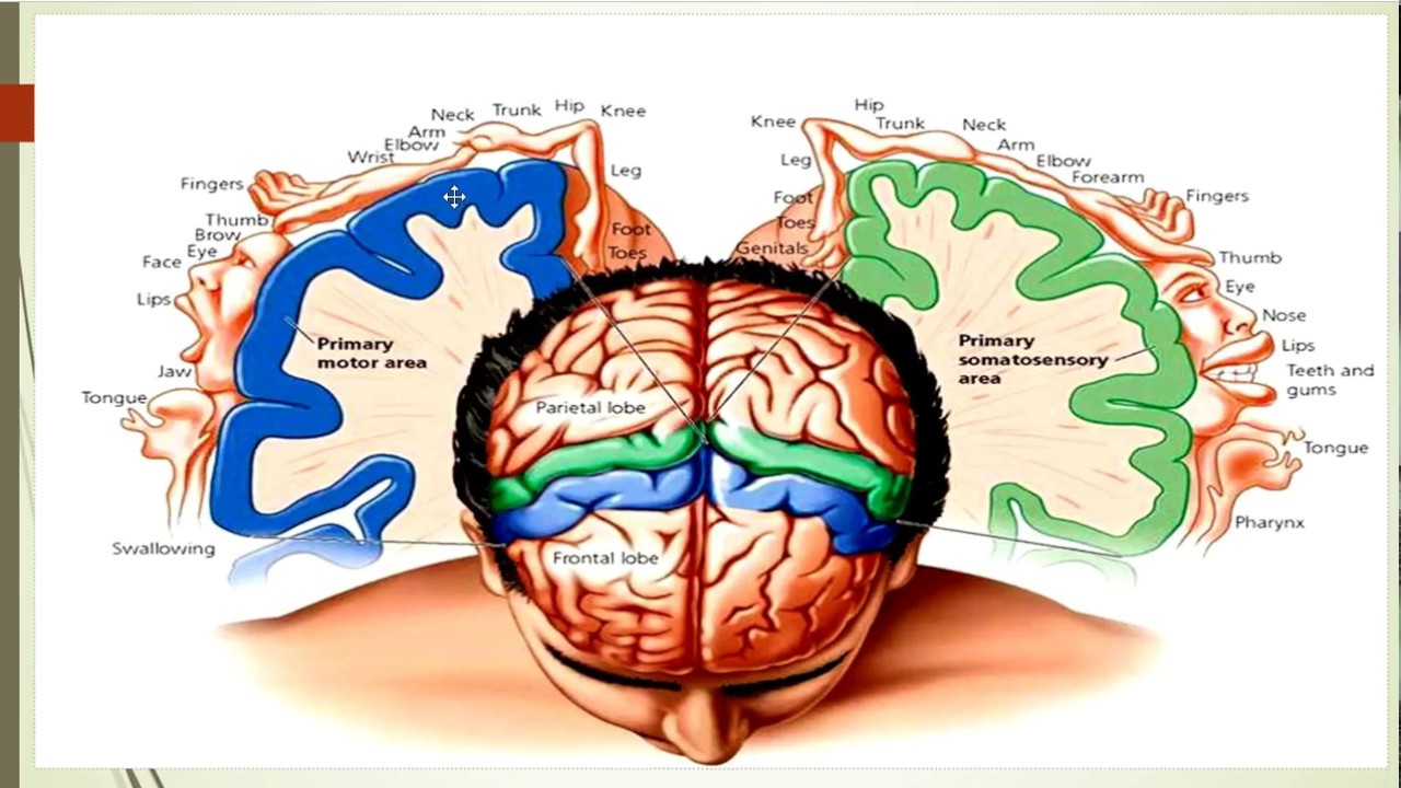 BRAIN AND CRANIAL NERVES = 6 ; FUNCTIONAL ARRANGEMENTS OF CEREBRAL ...