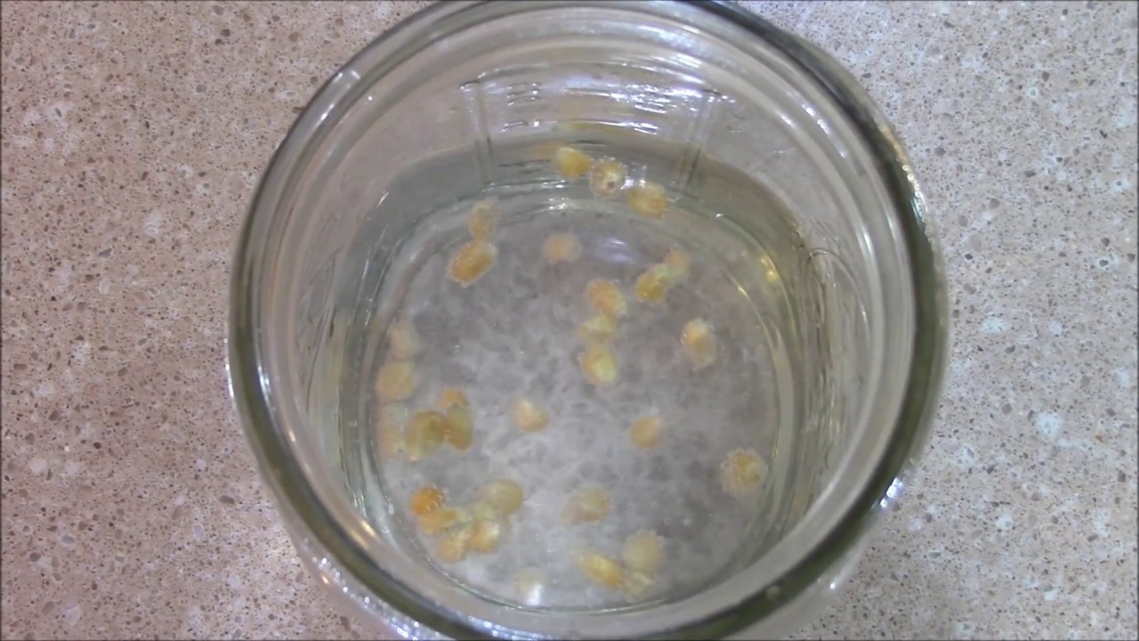 The Magic Dancing Corn Experiment - YouTube