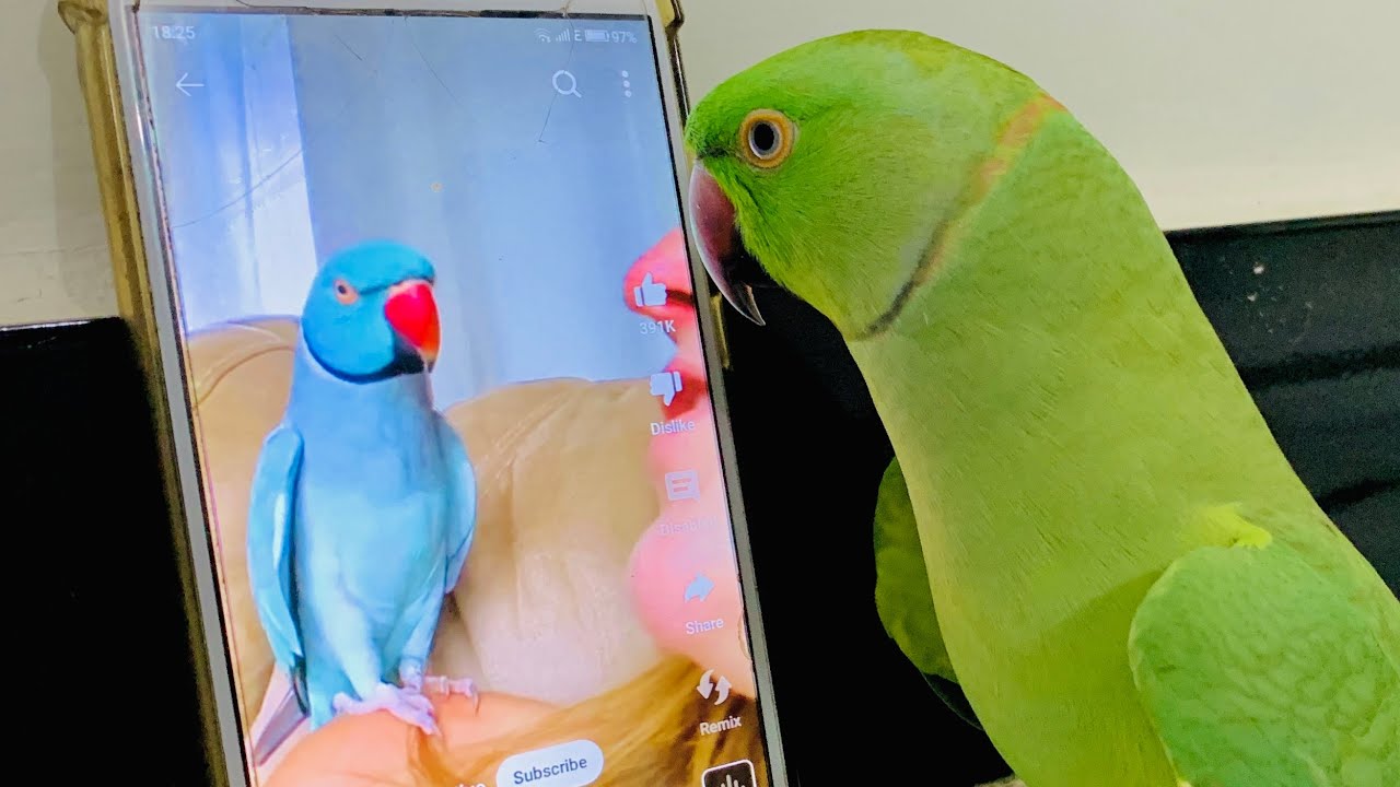 Parrot talking infront of phone🦜 ️#talking #parrot #talkingparrot #pets ...
