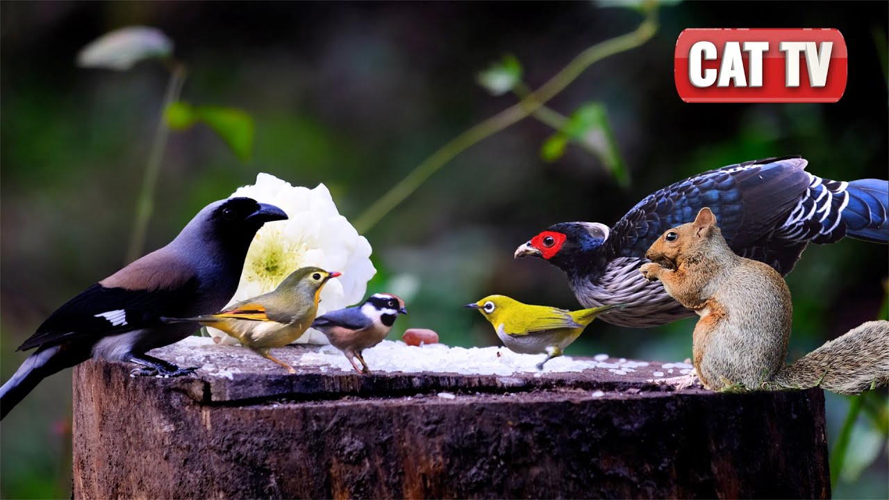 CAT TV | Dueling Birds and Squirrels Compilation: Nature's Feathery and ...