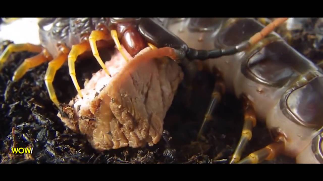 Most Amazing Wild Animal Attacks #mr huy Giant Centipede vs Scorpion ...