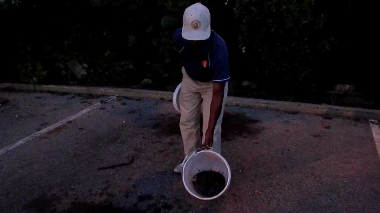 Invasive boa captured at Tierra del Sol Aruba Nov 26 2012 - YouTube