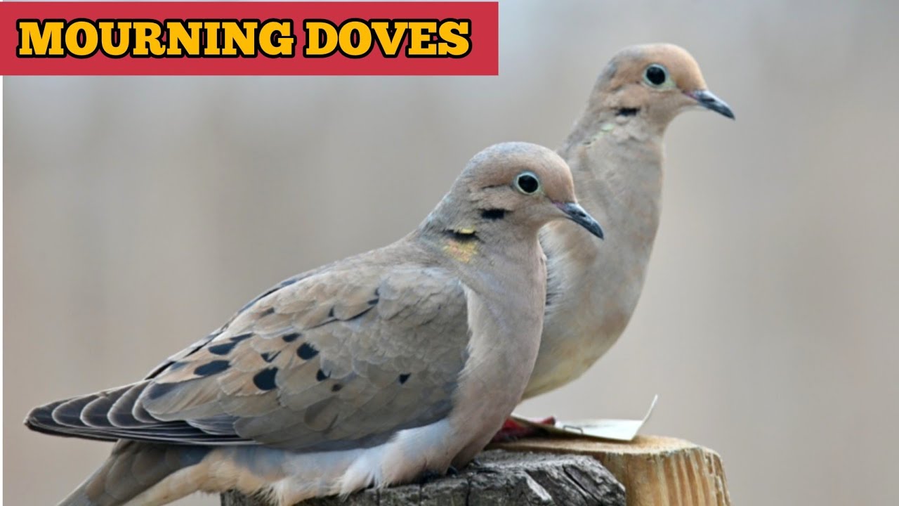 MOURNING DOVES LOVING EACH OTHER - YouTube