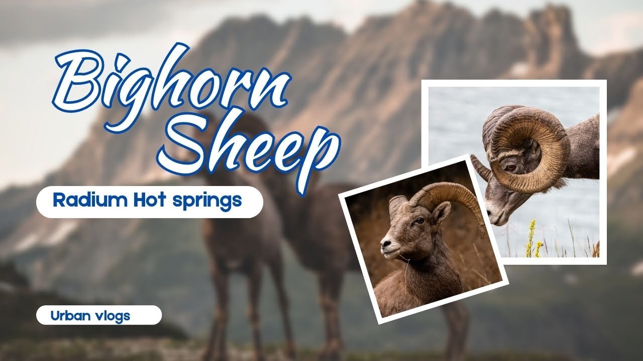 Bighorn Sheep in Radium Hot Springs, BC #sheep #hotspring #canada # ...